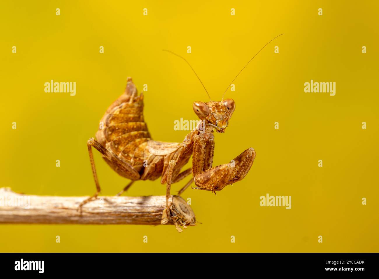 A small wingless praying mantis, about 25mm (one inch) long Stock Photo ...