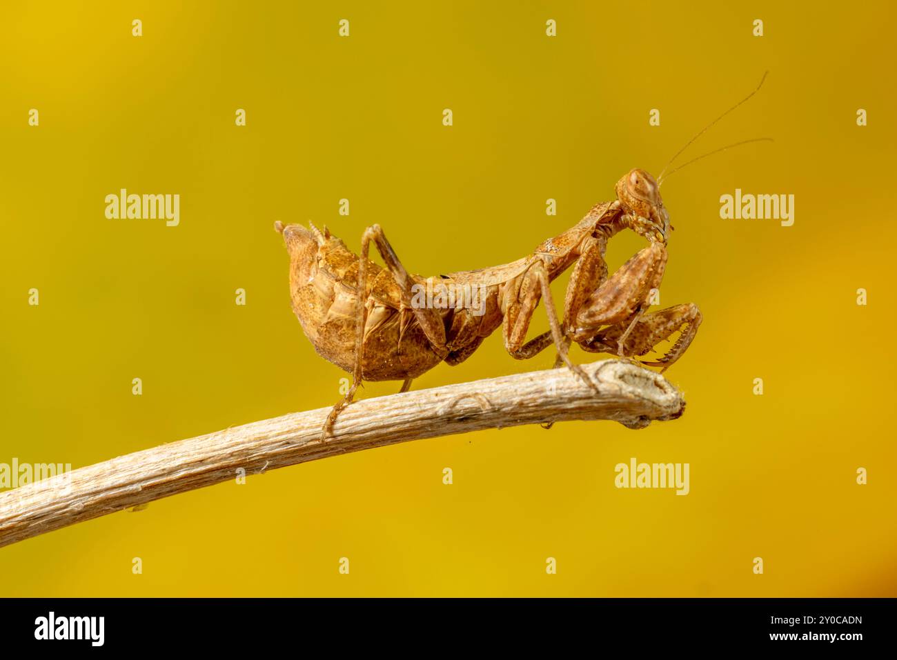 A small wingless praying mantis, about 25mm (one inch) long Stock Photo ...