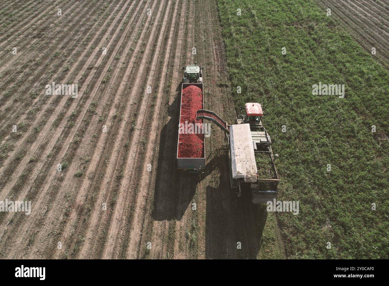 Aerial view of a tractor and trailer transporting red tomatoes in a ...