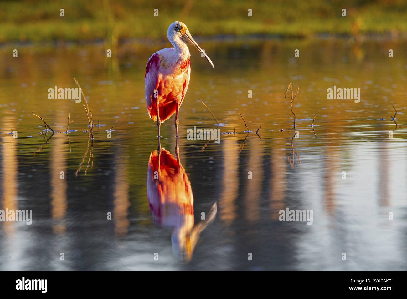Roseate spoonbill (Ajaia ajaja) Pantanal Brazil Stock Photo - Alamy