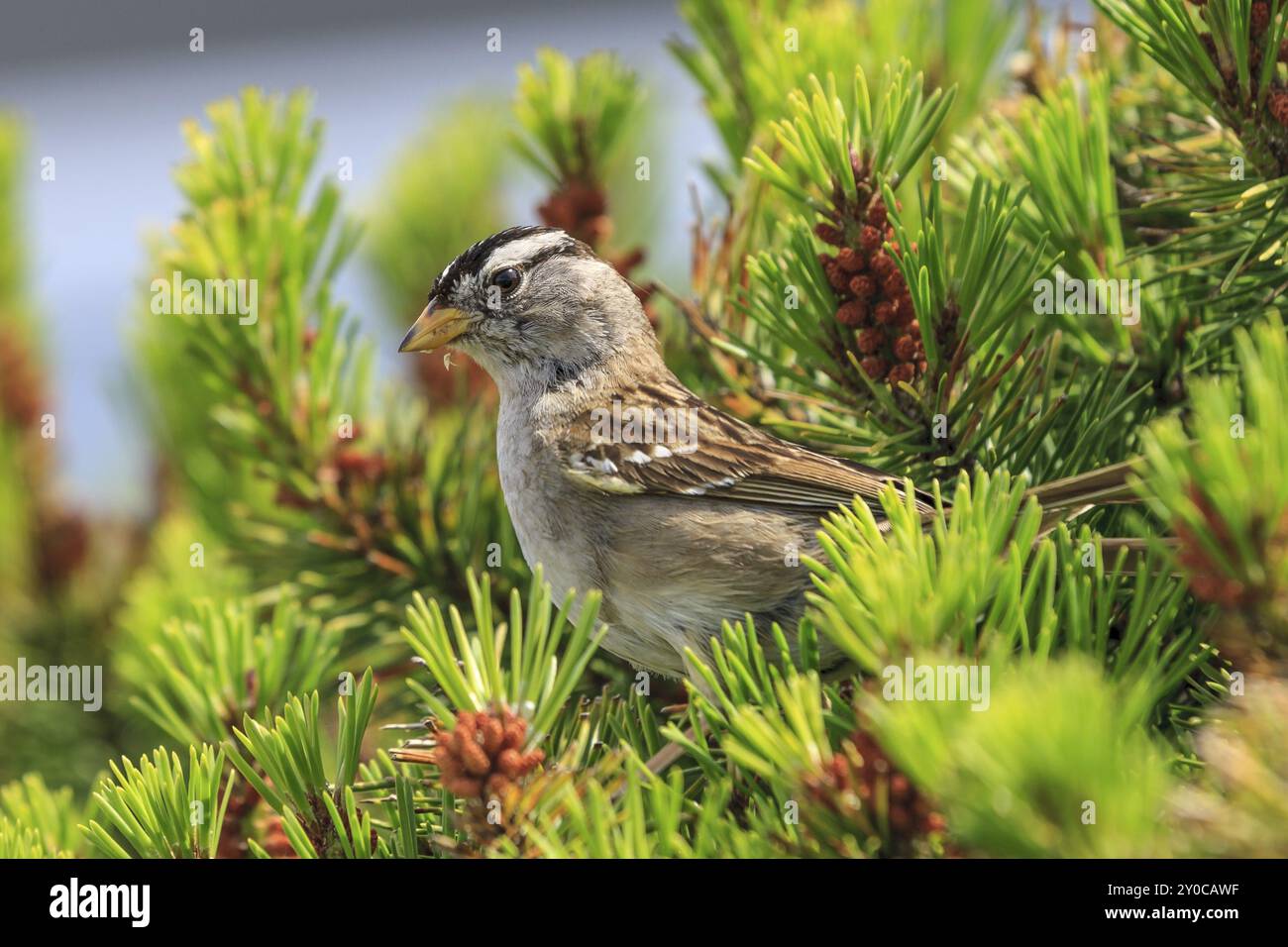 A white crowned sparrow, zonotrichia leucophrys, is perched on a plant ...