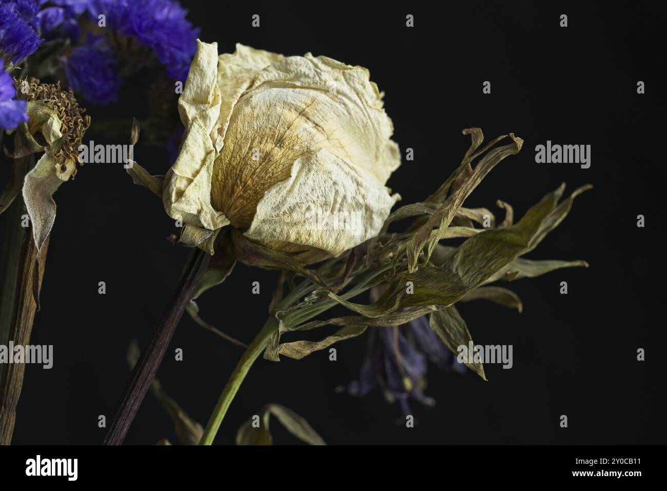 Dying rose hi-res stock photography and images - Alamy
