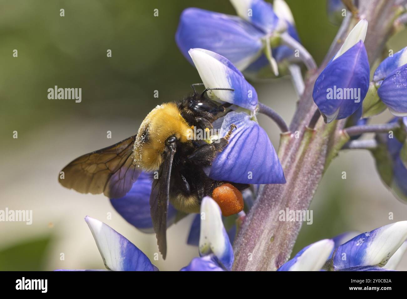A close up photo of an orange belted bumble bee gathering pollen from ...