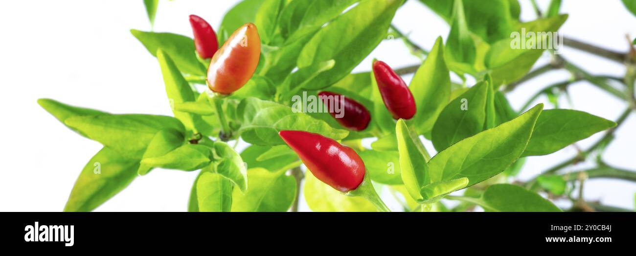 Organic red pepper plant panorama, with green leaves, on a white ...