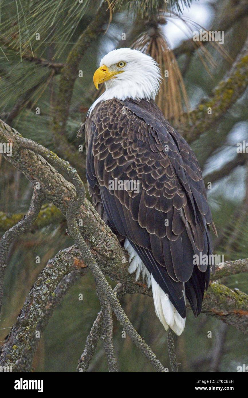 A majestic adult bald eagle is perched on a tree branch in north Idaho ...