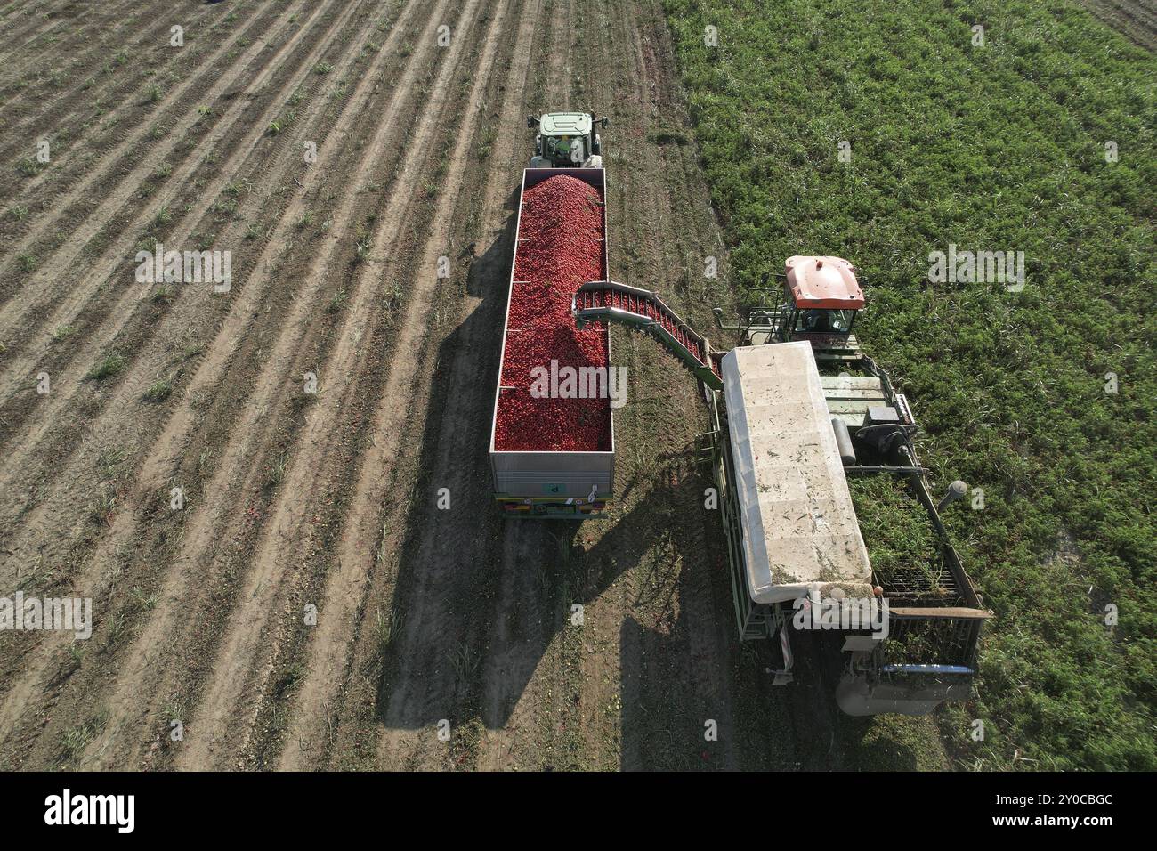 From above, a tractor and trailer filled with red tomatoes harvesting ...
