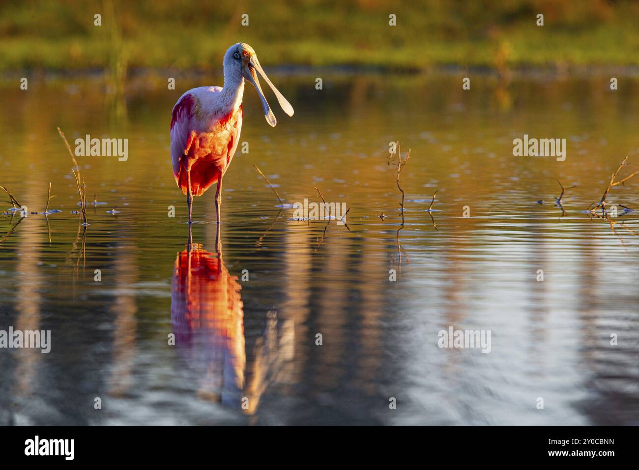 Roseate spoonbill (Ajaia ajaja) Pantanal Brazil Stock Photo - Alamy