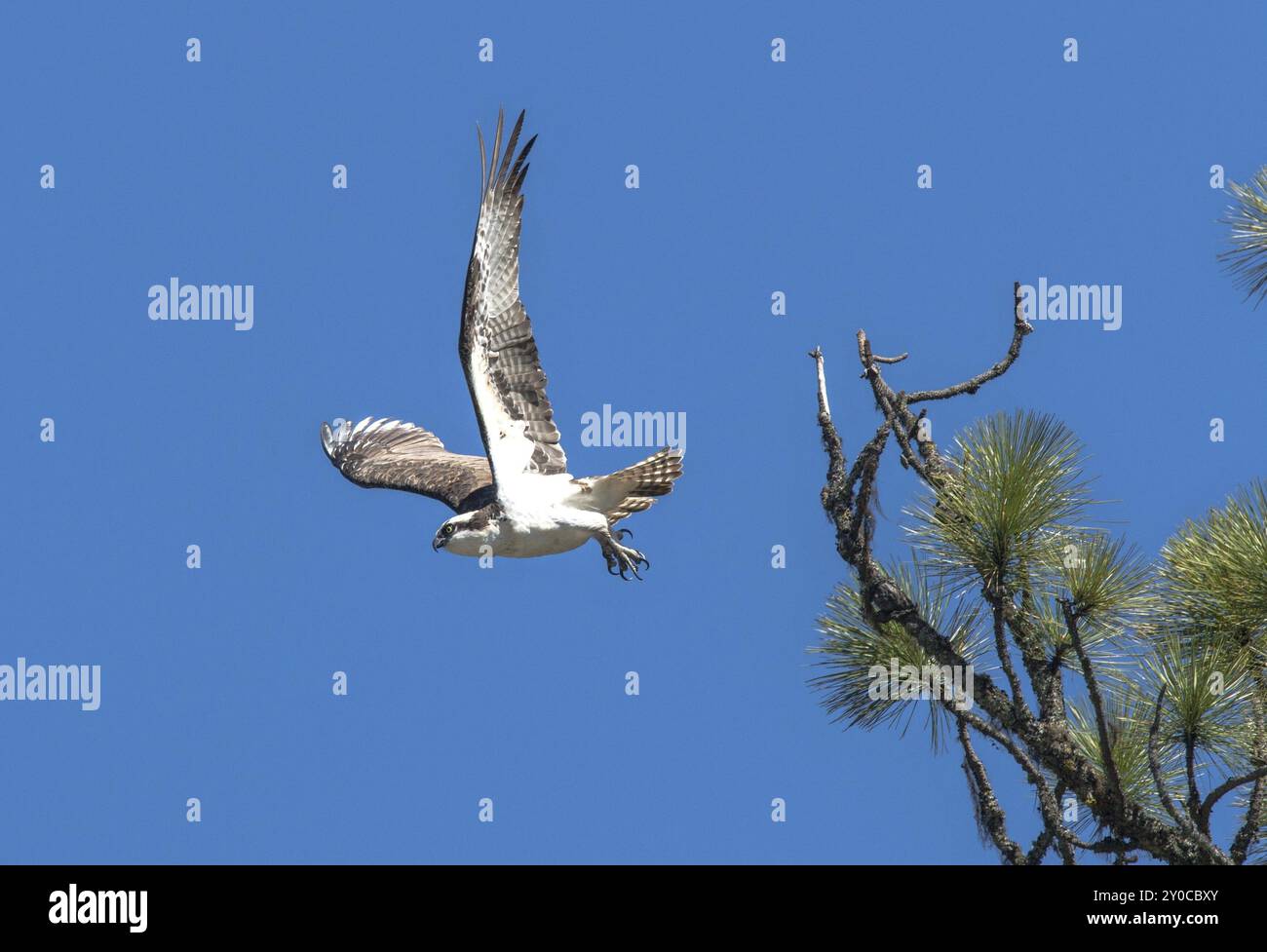 An Osprey takes off from a pine tree branch Stock Photo - Alamy