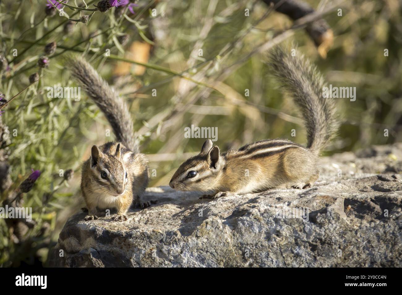 Two chipmunks play on a large rock at Farragut State Park in north ...