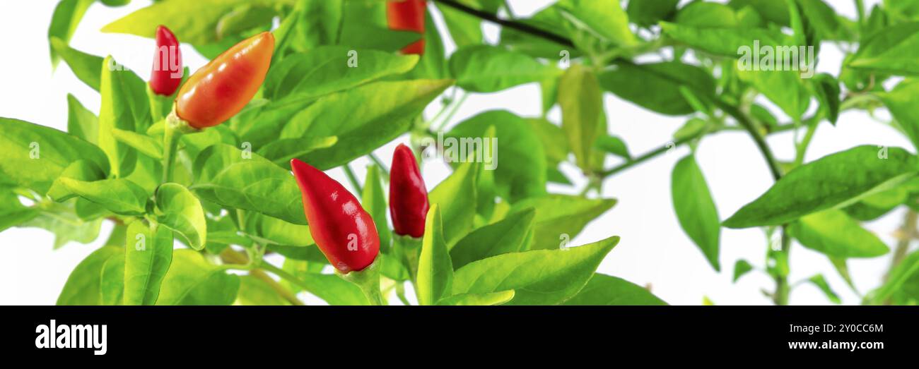Organic red pepper plant panorama, with green leaves, on a white ...