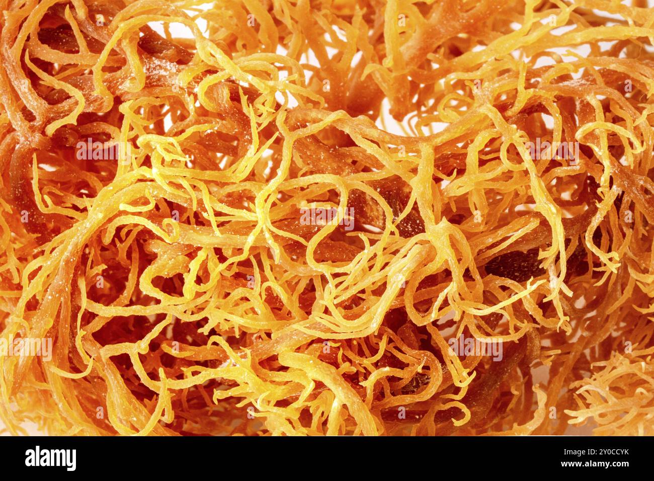 Irish sea moss background texture. Chondrus Crispus, healthy organic ...