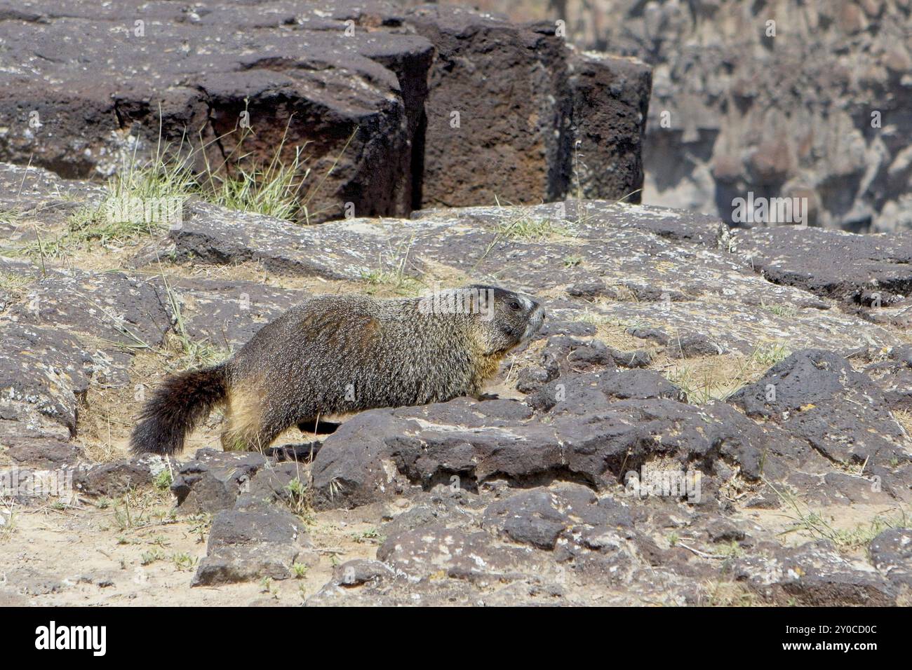 A cute yellow bellied marmot walks among the rocks in Twin Falls, Idaho ...