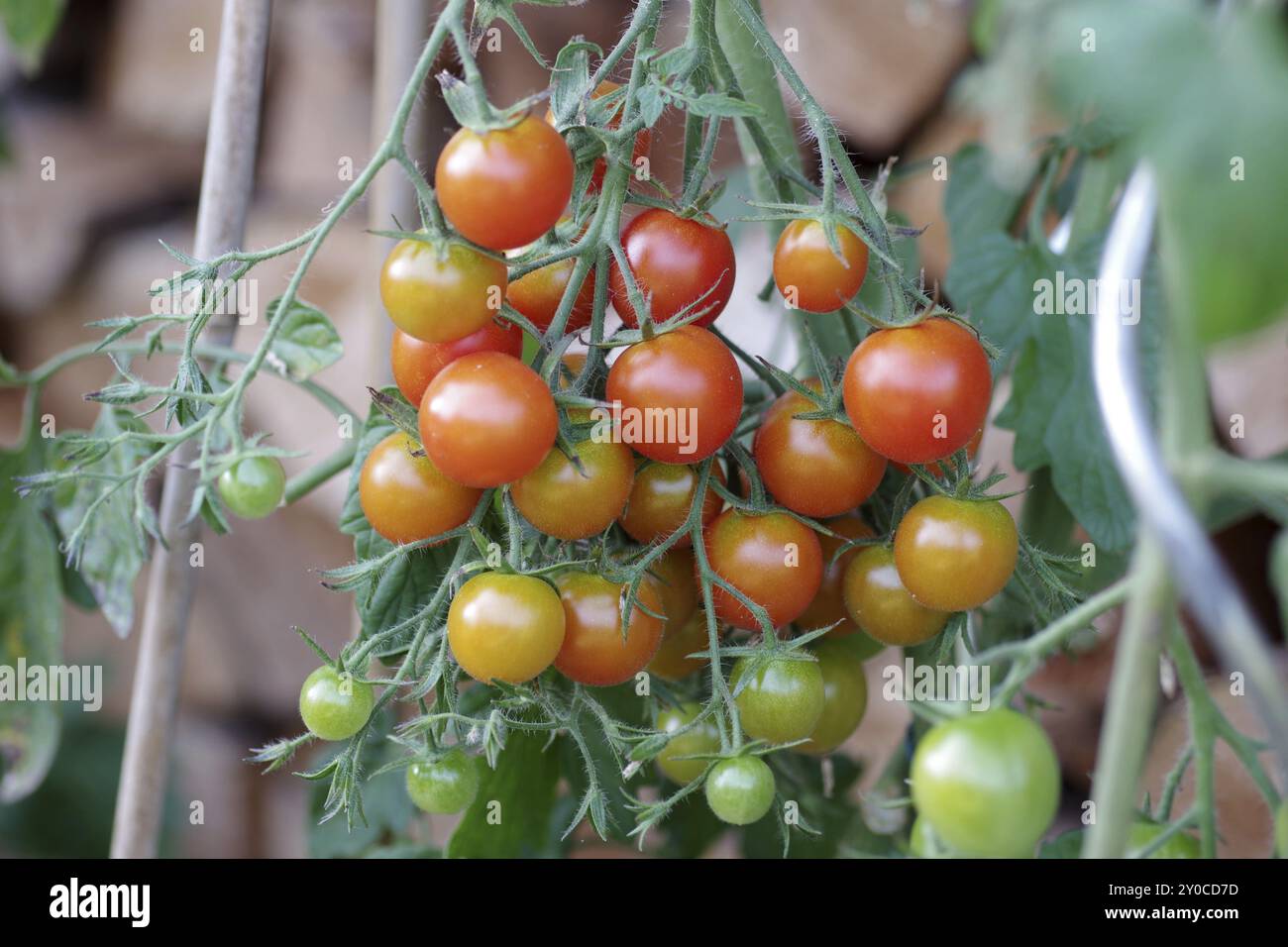 Tomatoes (Solanum lycopersicum), bush, fruits, red, hobby gardener ...
