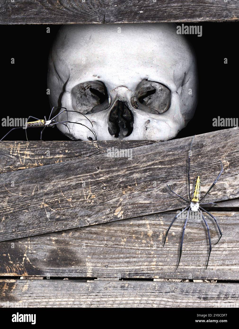 Skeleton in the closet. Vertical Halloween background with old wood ...