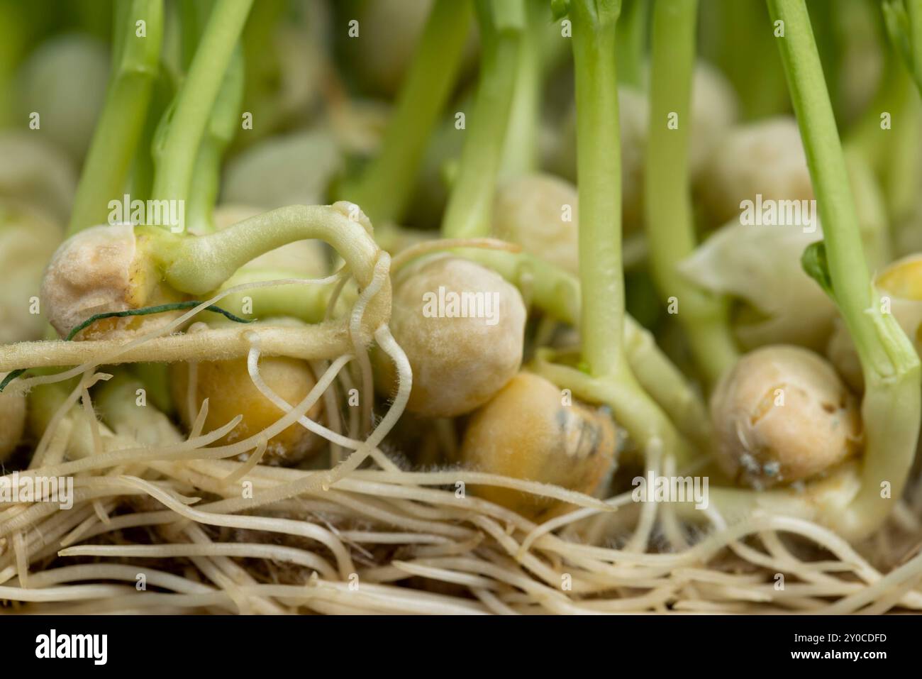 A large number of pea roots are light yellow in color, the thin root ...
