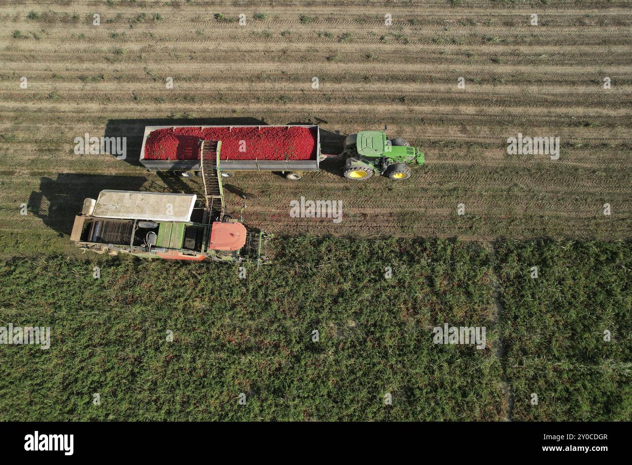 Aerial view of a tractor collecting red produce in a neatly lined field ...