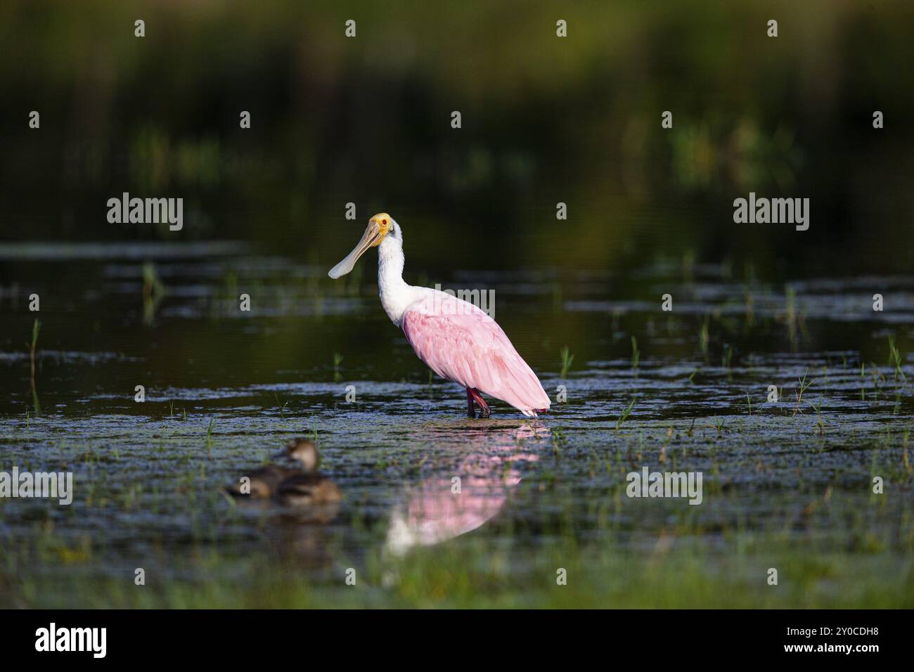 Roseate spoonbill (Ajaia ajaja) Pantanal Brazil Stock Photo - Alamy