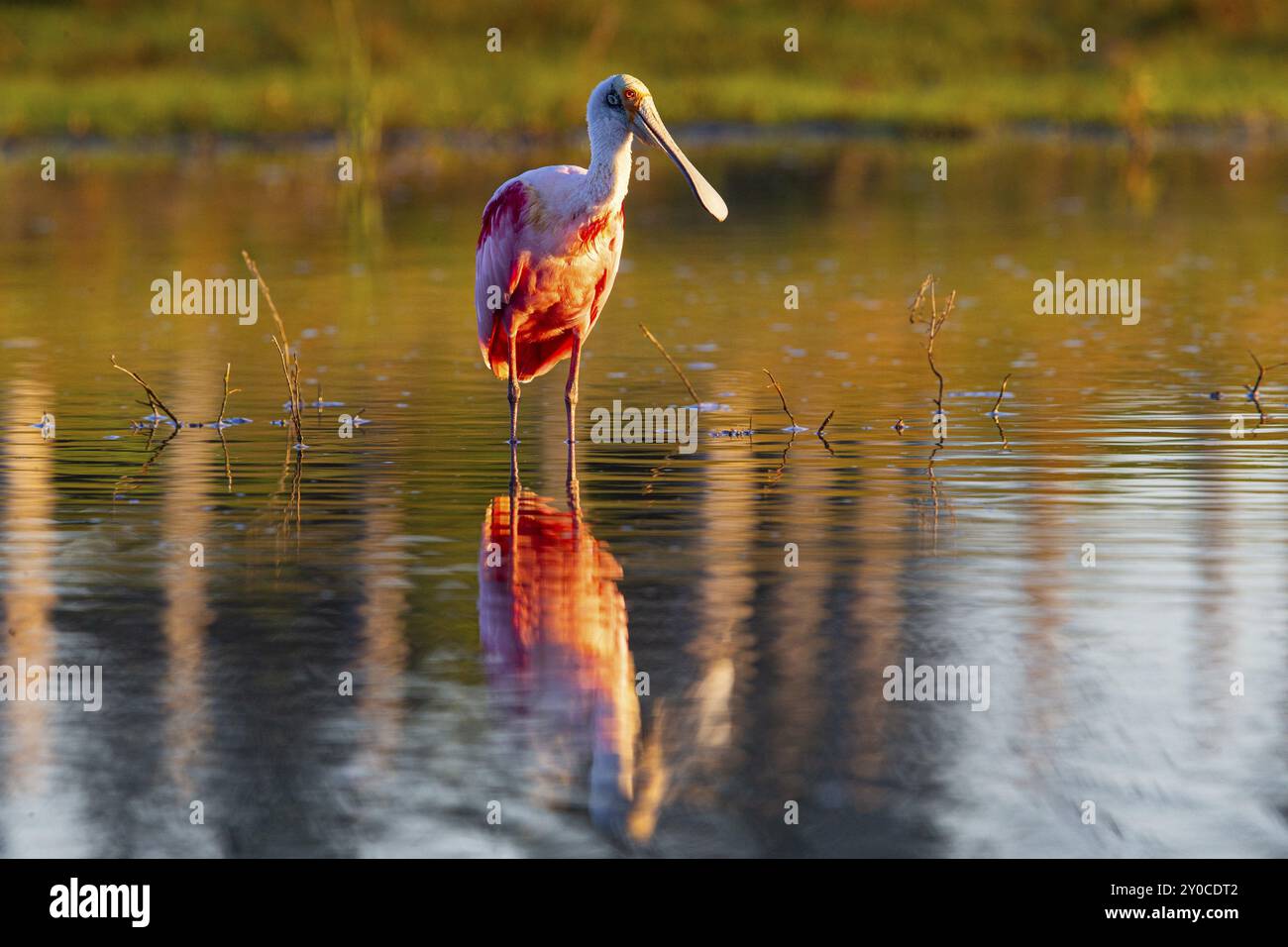 Roseate spoonbill (Ajaia ajaja) Pantanal Brazil Stock Photo - Alamy