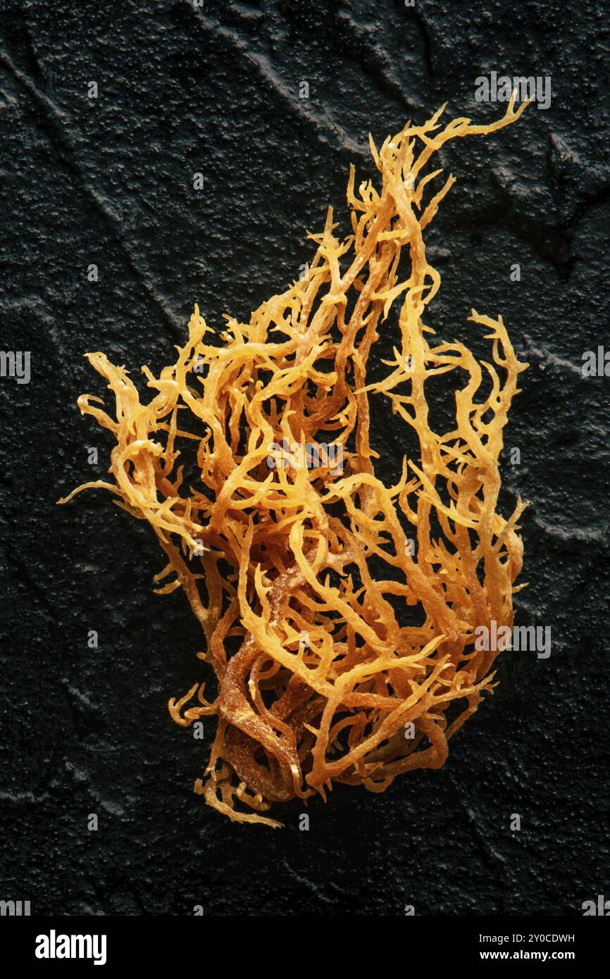 Irish sea moss. Chondrus Crispus, healthy organic raw seaweed, a close ...