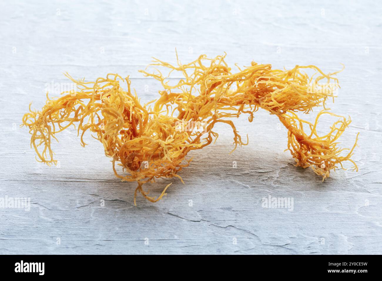 Irish sea moss, Chondrus Crispus, healthy organic raw seaweed, on a ...