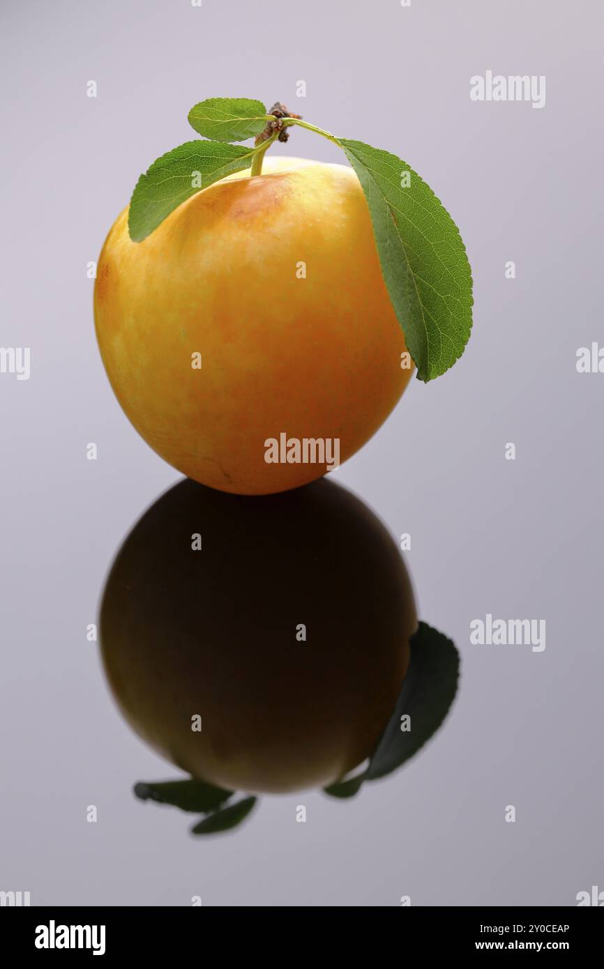 A reflection of a golden plum with three green leaves in a studio ...