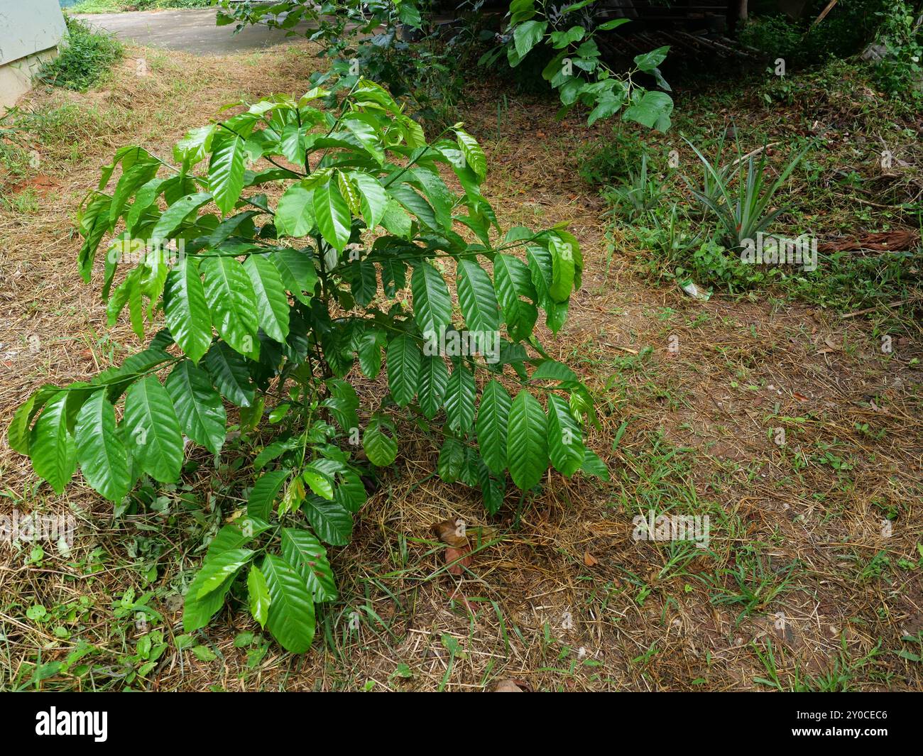 Green bush leaf of young Robusta coffee tree planted , Dirt land ...