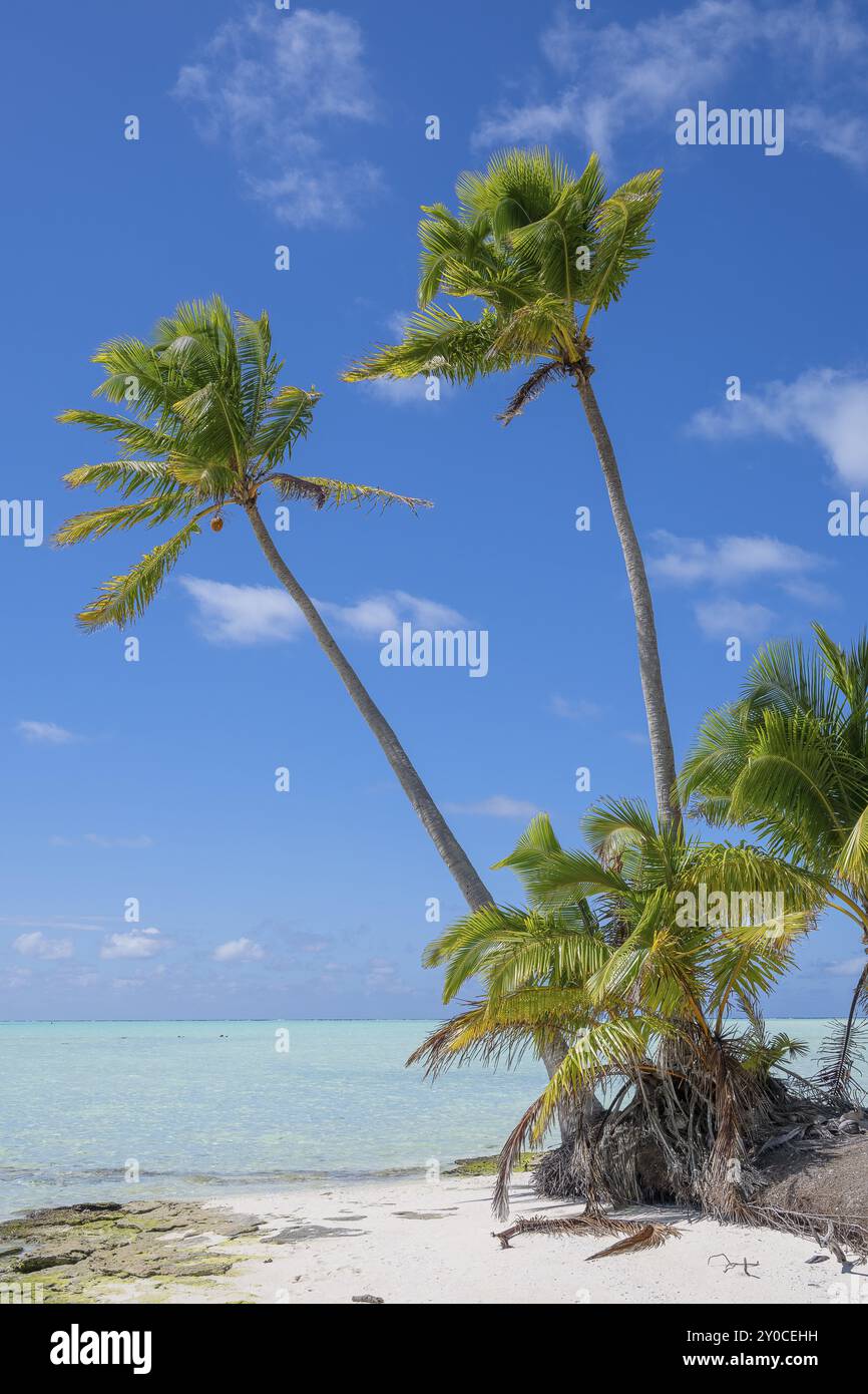 Double coconut palm (Cocos nucifera), private island, bird island ...