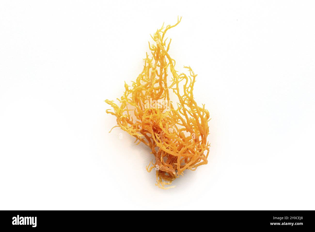 Irish sea moss. Chondrus Crispus, healthy organic raw seaweed, a close ...