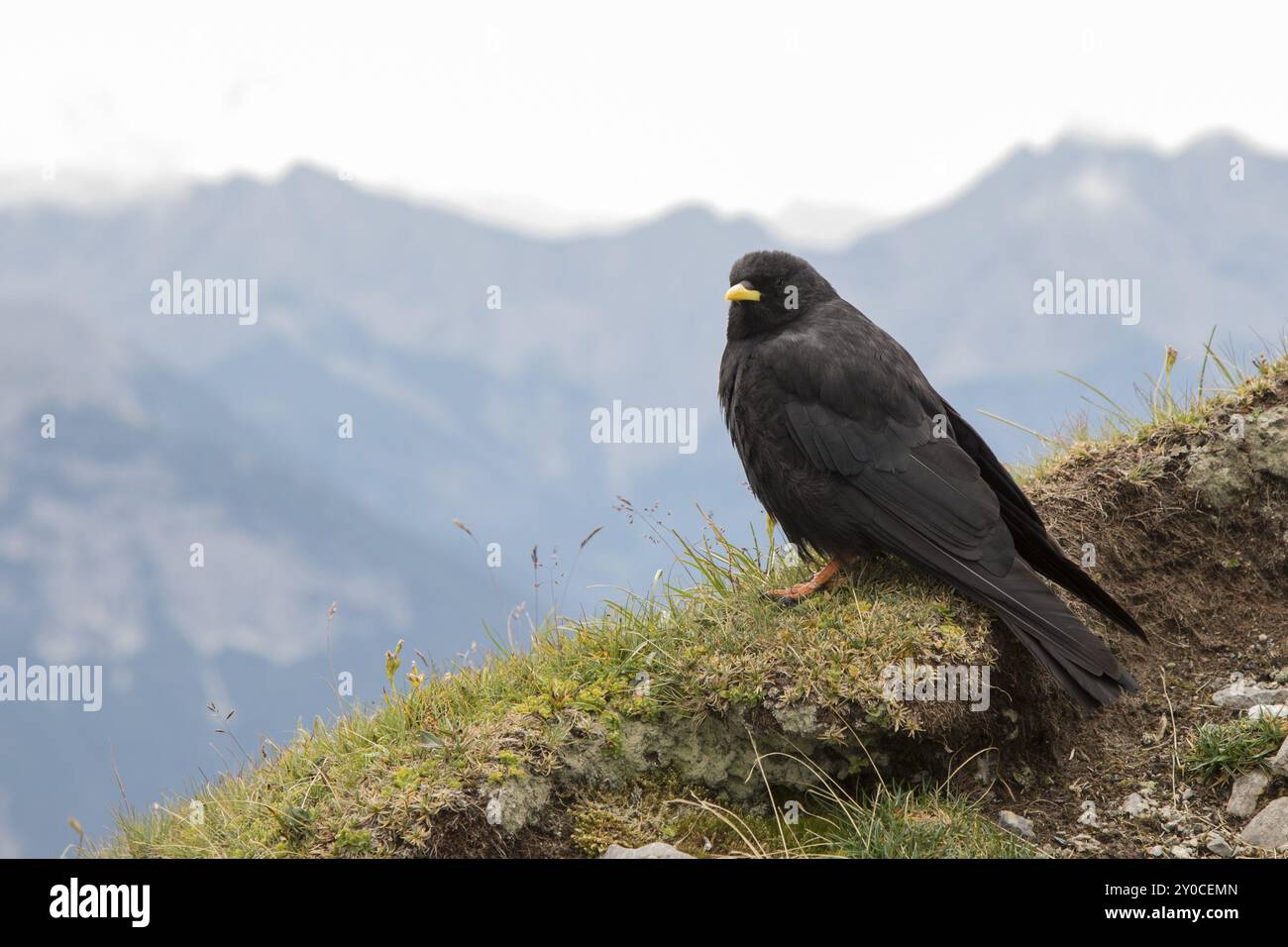 Alpine chough, Pyrrhocorax graculus, Alpine chough Stock Photo - Alamy