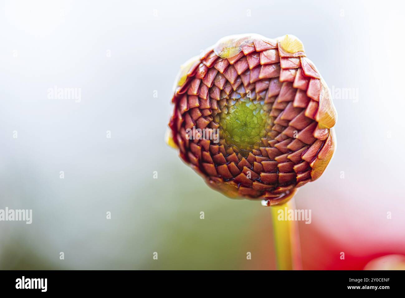 Flower of a red Dahlia Stock Photo - Alamy