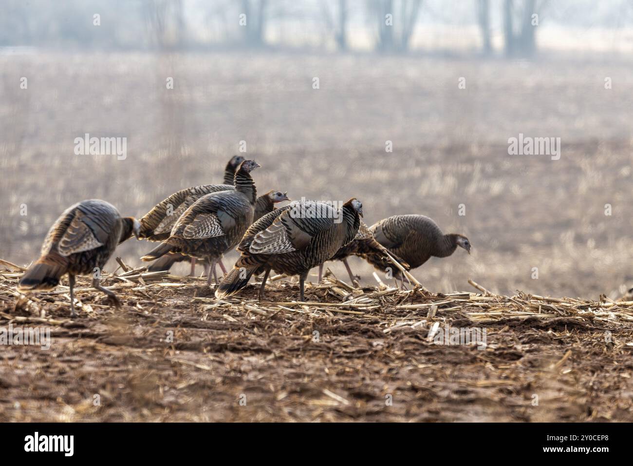 Wild turkey. Male wild turkeys display for females by puffing out their ...