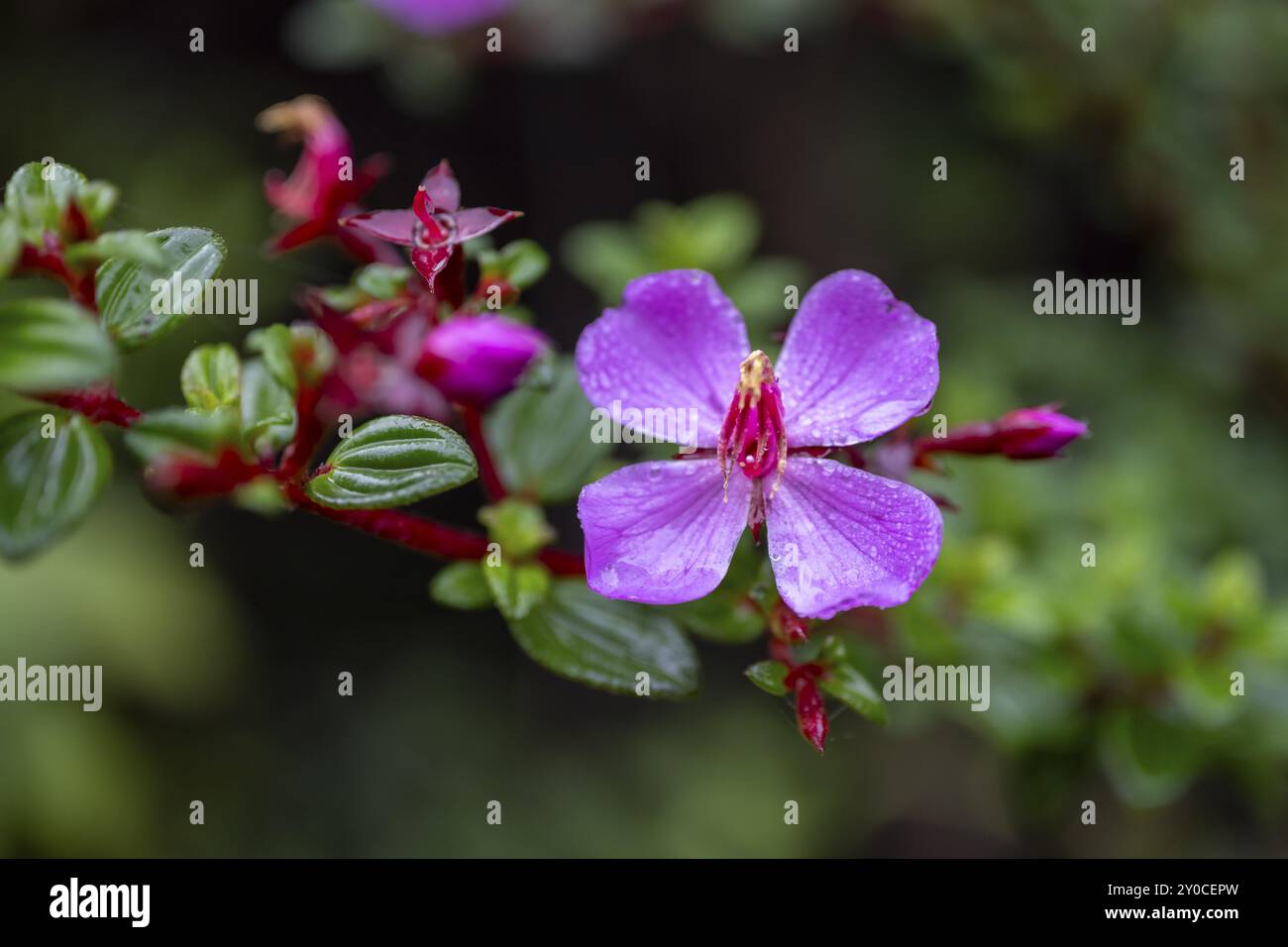 Monochaetum vulcanicum, black mouth plant, purple flower with raindrops ...