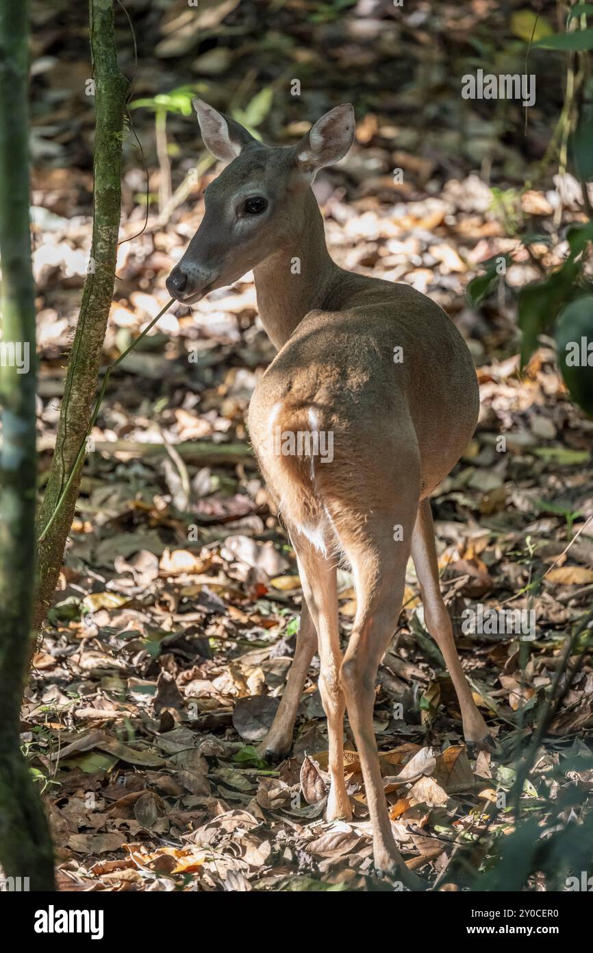 White-tailed deer (Odocoileus virginianus), female in the rainforest ...