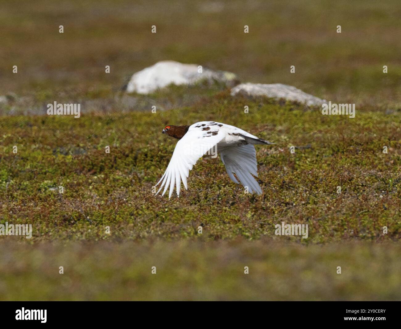Willow ptarmigan (Lagopus lagopus) male, in summer plumage, flying ...