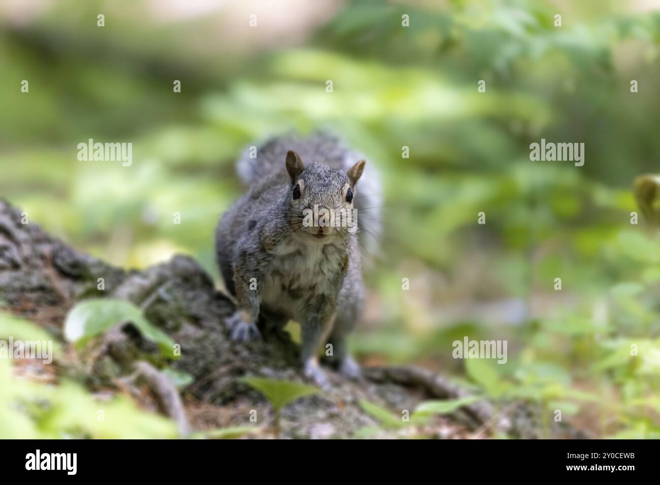 Eastern gray squirrel, known as the grey squirrel is native animal to eastern North America ...