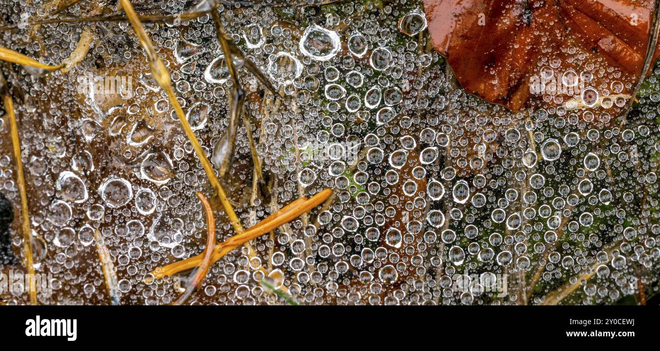 Spider web full of small dewdrops on the forest floor with pine needles ...