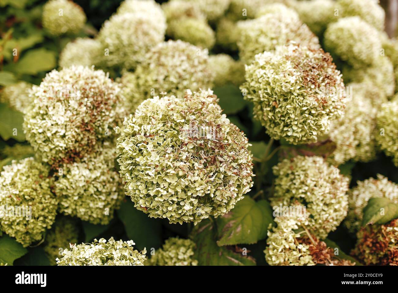 Fallen white hydrangea flower heads in the autumn Stock Photo - Alamy