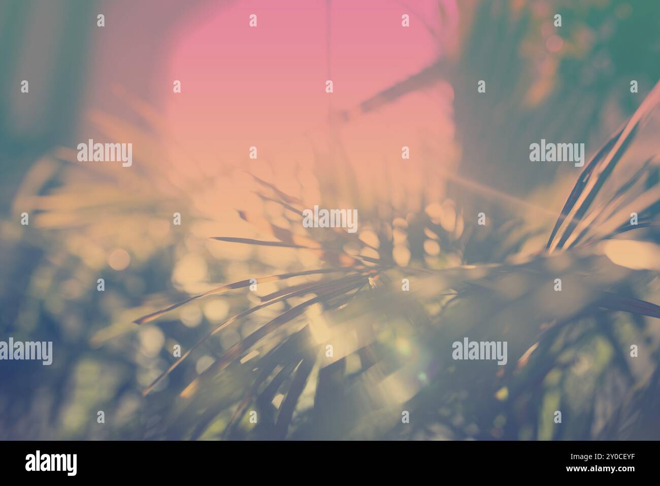 Green palm leaves with bokeh photo effect and inverted colors Stock ...