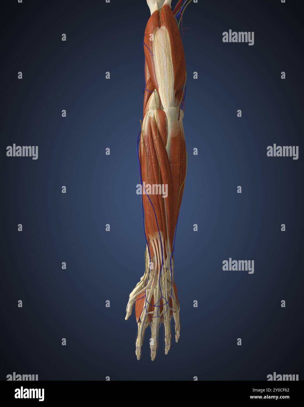 Human anatomy chart muscles hi-res stock photography and images - Alamy