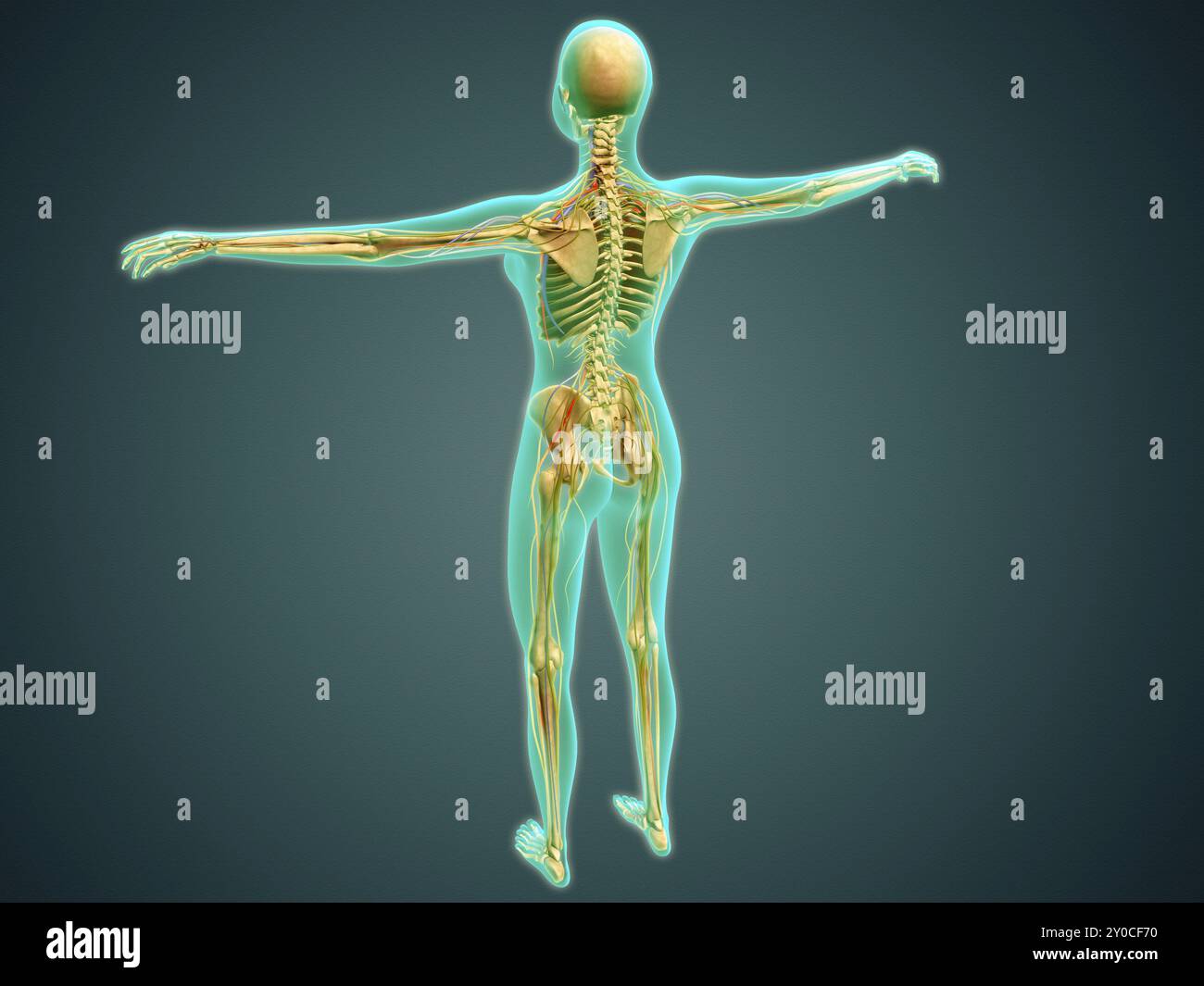 Human anatomy full body skeletal hi-res stock photography and images ...