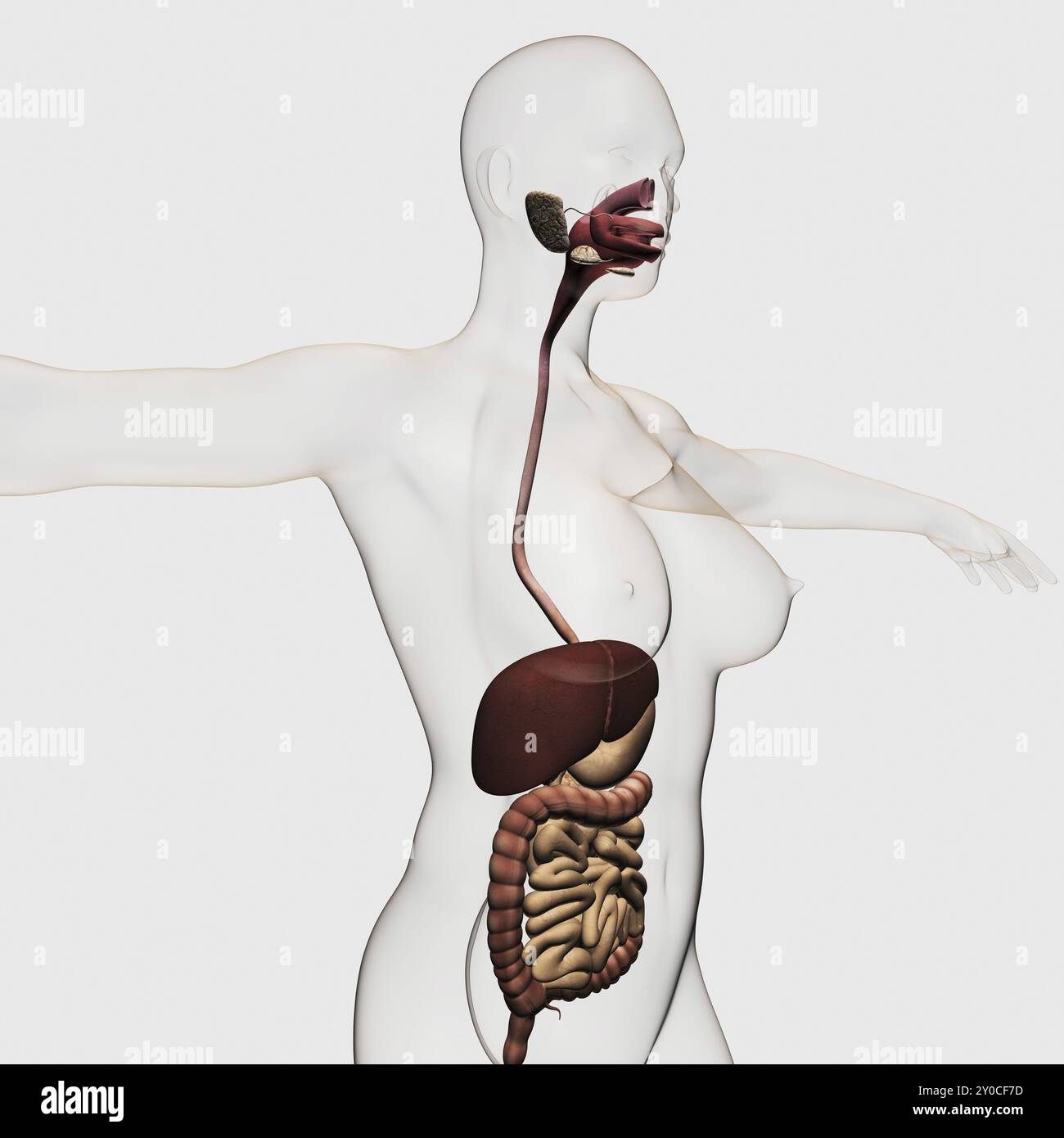 Human digestive small intestine side hi-res stock photography and ...