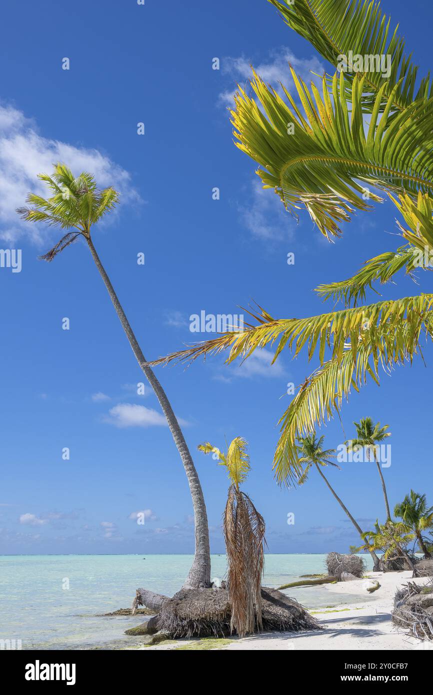 Forest of coconut palms (Cocos nucifera), private island, bird island ...