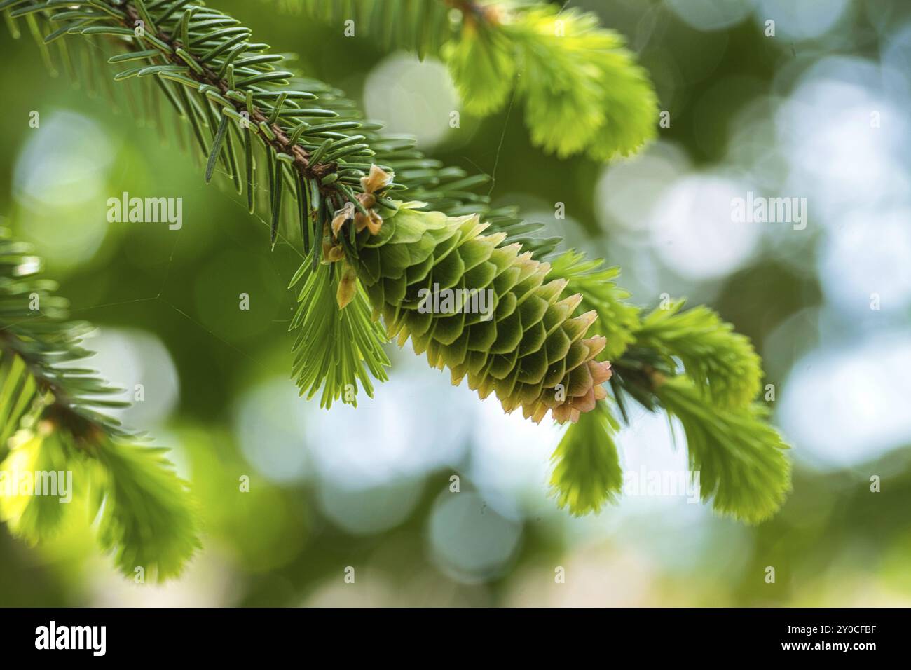 Detailed image showing young hi-res stock photography and images - Alamy