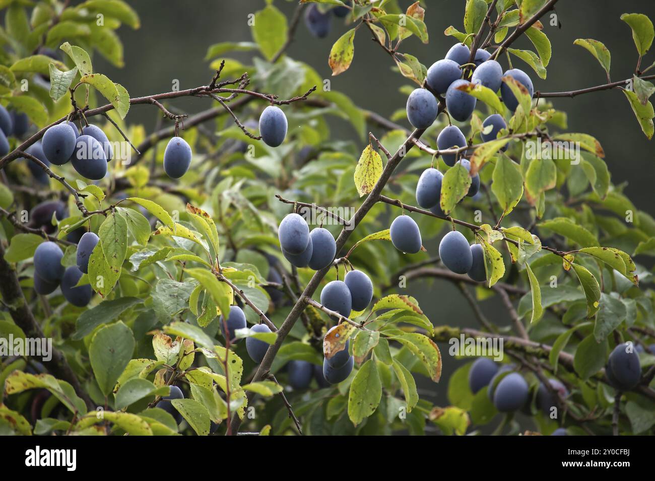 Plum tree with its branches heavily laden with the ripe blue plums ...
