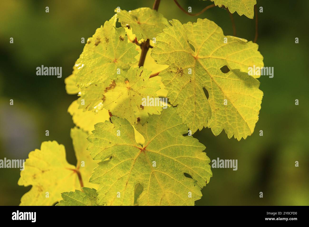 Autumn vine leaves Stock Photo - Alamy