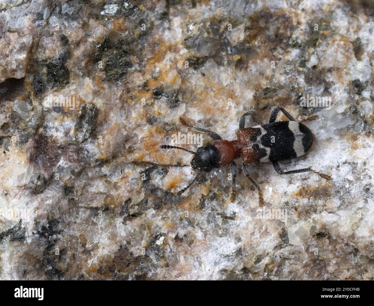 Ant beetle sitting on a stone Stock Photo - Alamy
