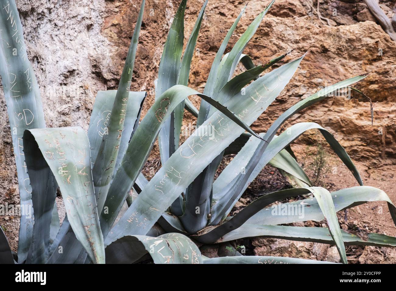 An agave with carved names of visitors to a tourist attraction in ...