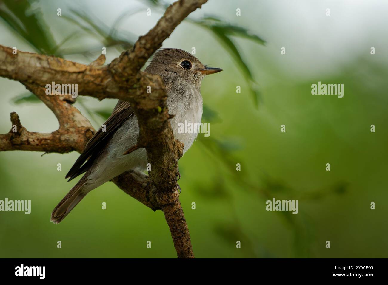 Asian brown flycatcher Muscicapa dauurica small insectivorous passerine ...