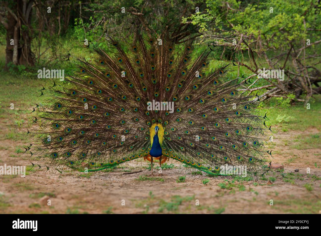 Indian Peafowl (Peacock) Pavo cristatus big asian bird with beautiful ...