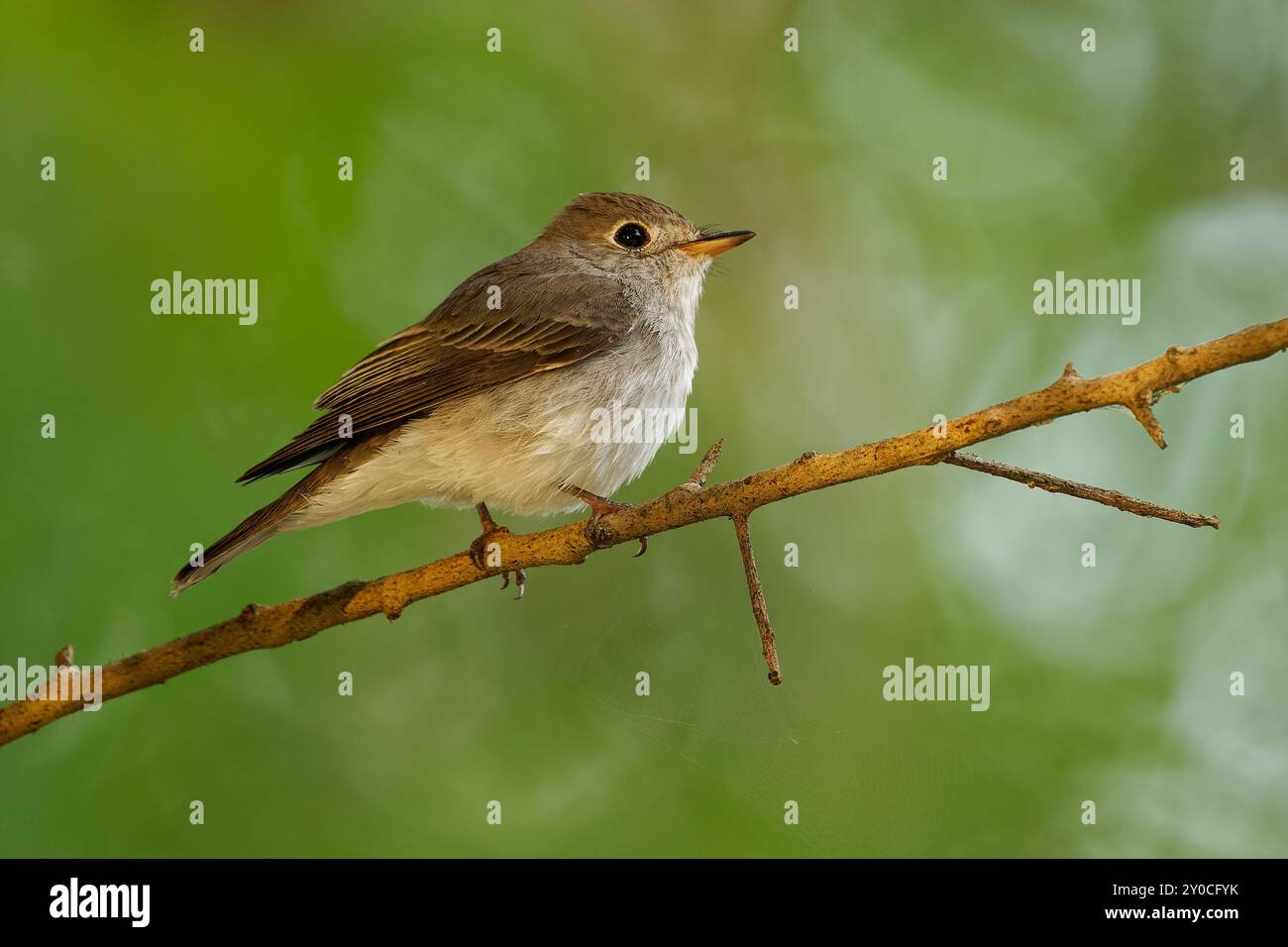 Asian brown flycatcher Muscicapa dauurica small insectivorous passerine ...